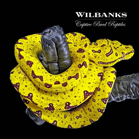 Biak Green Tree Python by Wilbanks Captive Bred Reptiles