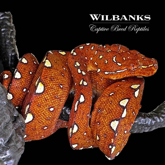 Biak Green Tree Python by Wilbanks Captive Bred Reptiles