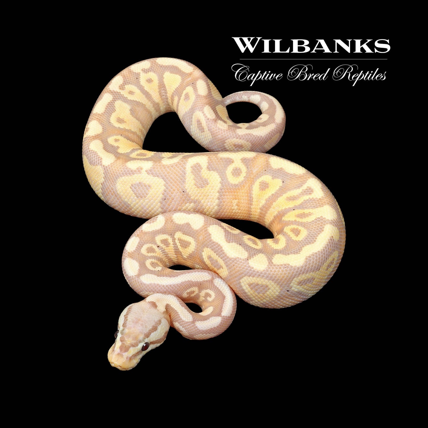 Banana FireFly Yellow Belly 100% DH Clown Genetic Stripe Ball Python by ...