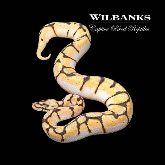 Orange Dream Bumble Bee Ball Python by Wilbanks Captive Bred Reptiles