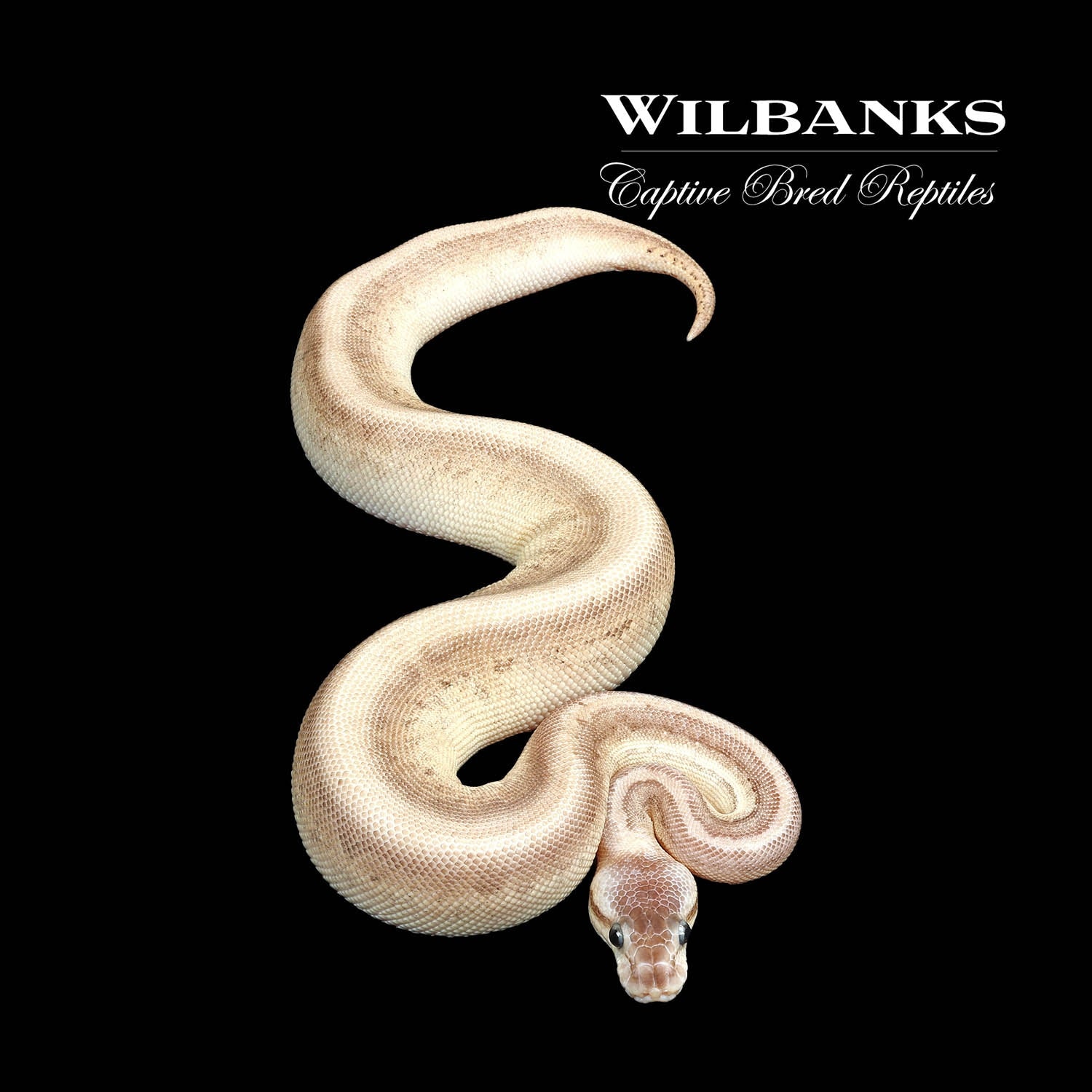 Black Pewter Mojave Pinstripe Ball Python by Wilbanks Captive Bred ...