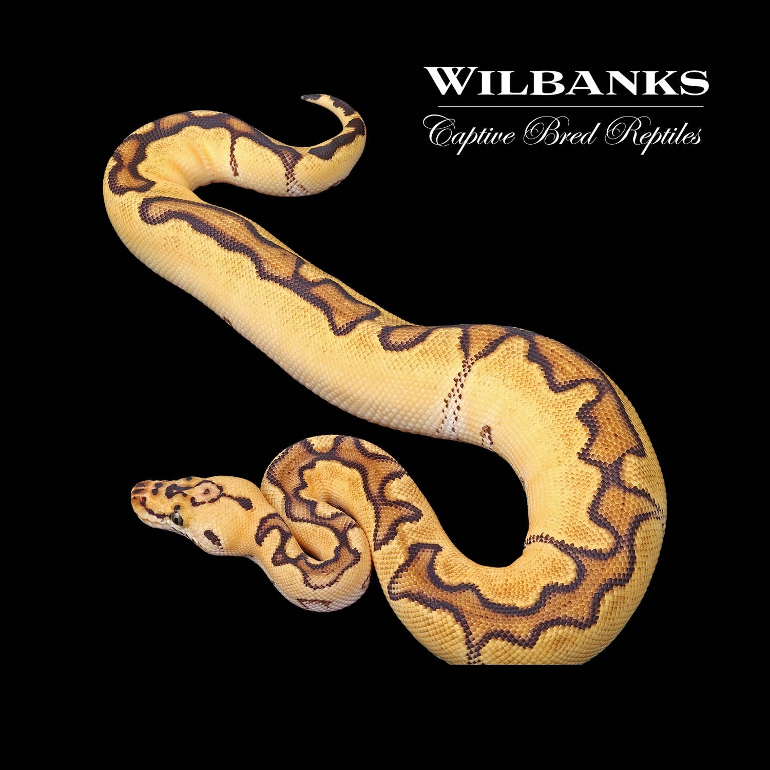Pastel Enchi Clown Ball Python by Wilbanks Captive Bred Reptiles ...