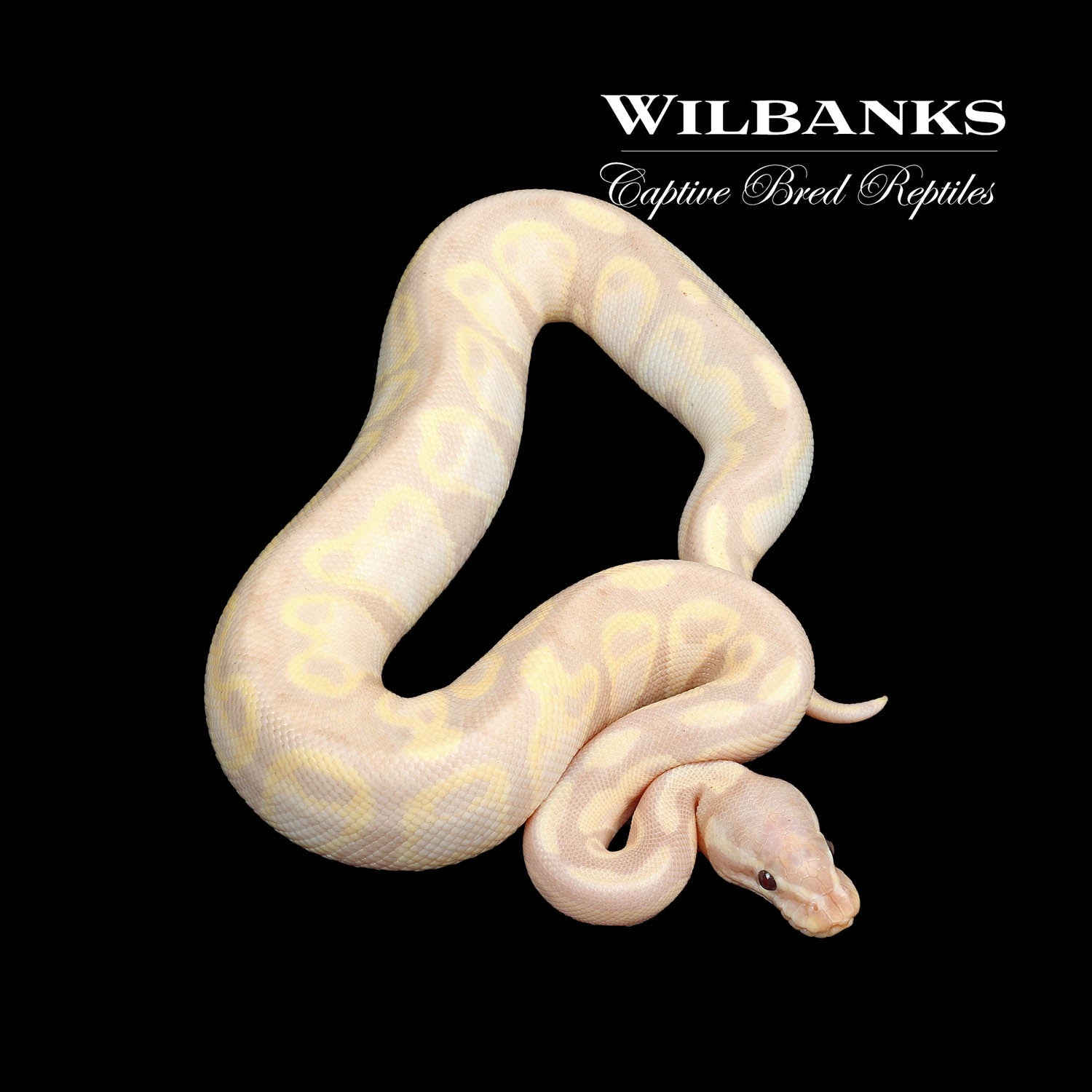 Super Banana Ball Python by Wilbanks Captive Bred Reptiles - MorphMarket