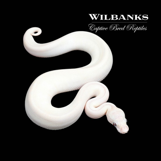 Blue Eyed Leucistic (Lucy) (Bamboo Butter) Ball Python by Wilbanks ...