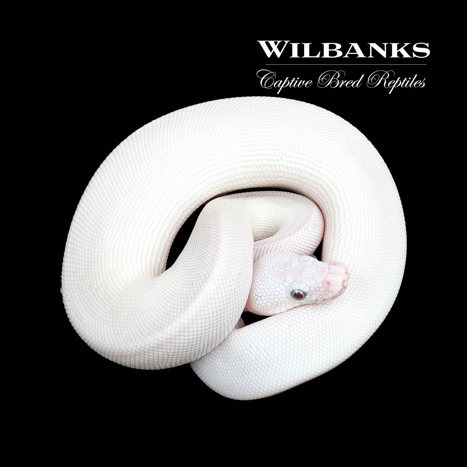 Blue Eyed Leucistic (Lucy) (Mojave Butter) Ball Python by Wilbanks ...