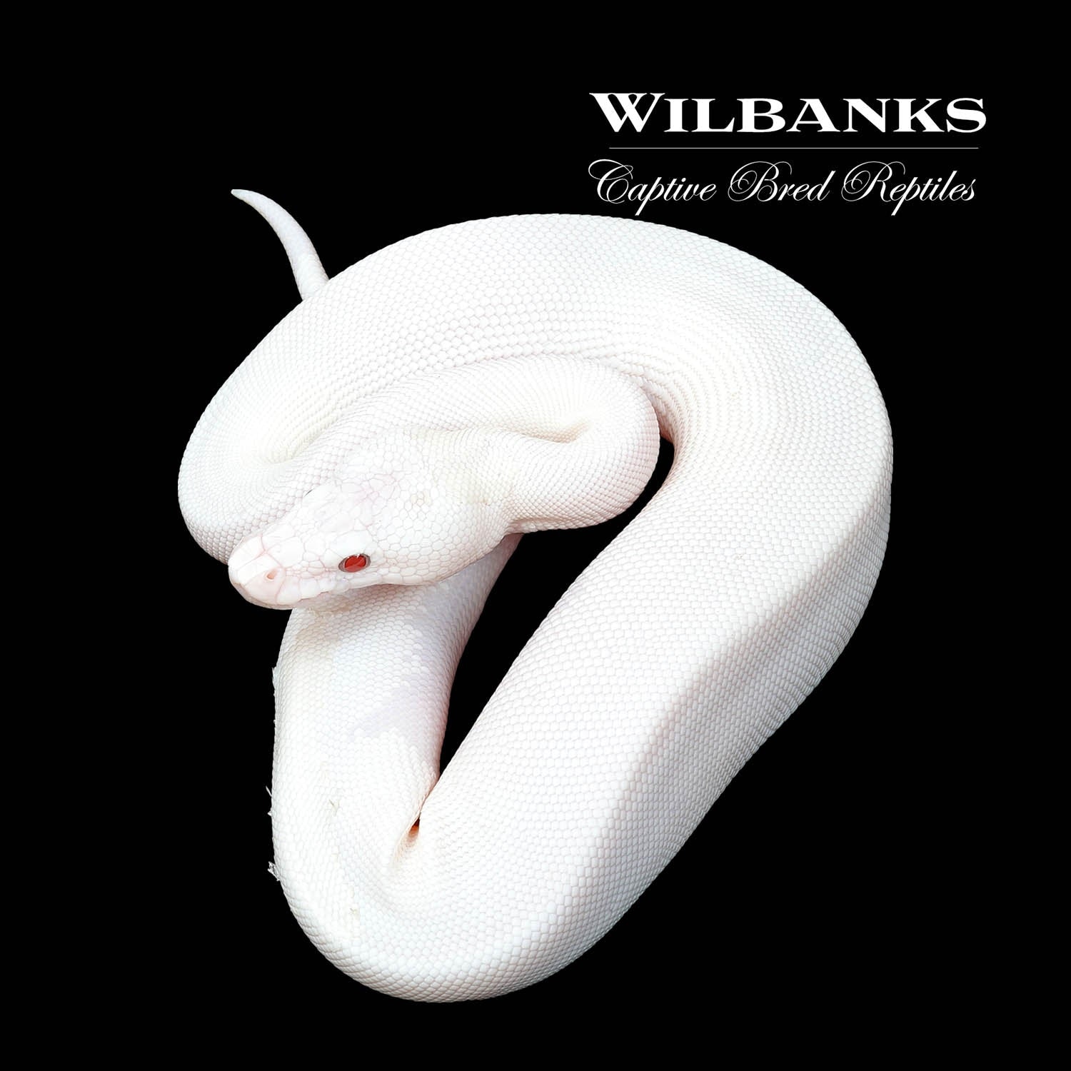 Blue Eyed Leucistic (Lucy) (Mojave Butter) Ball Python by Wilbanks ...