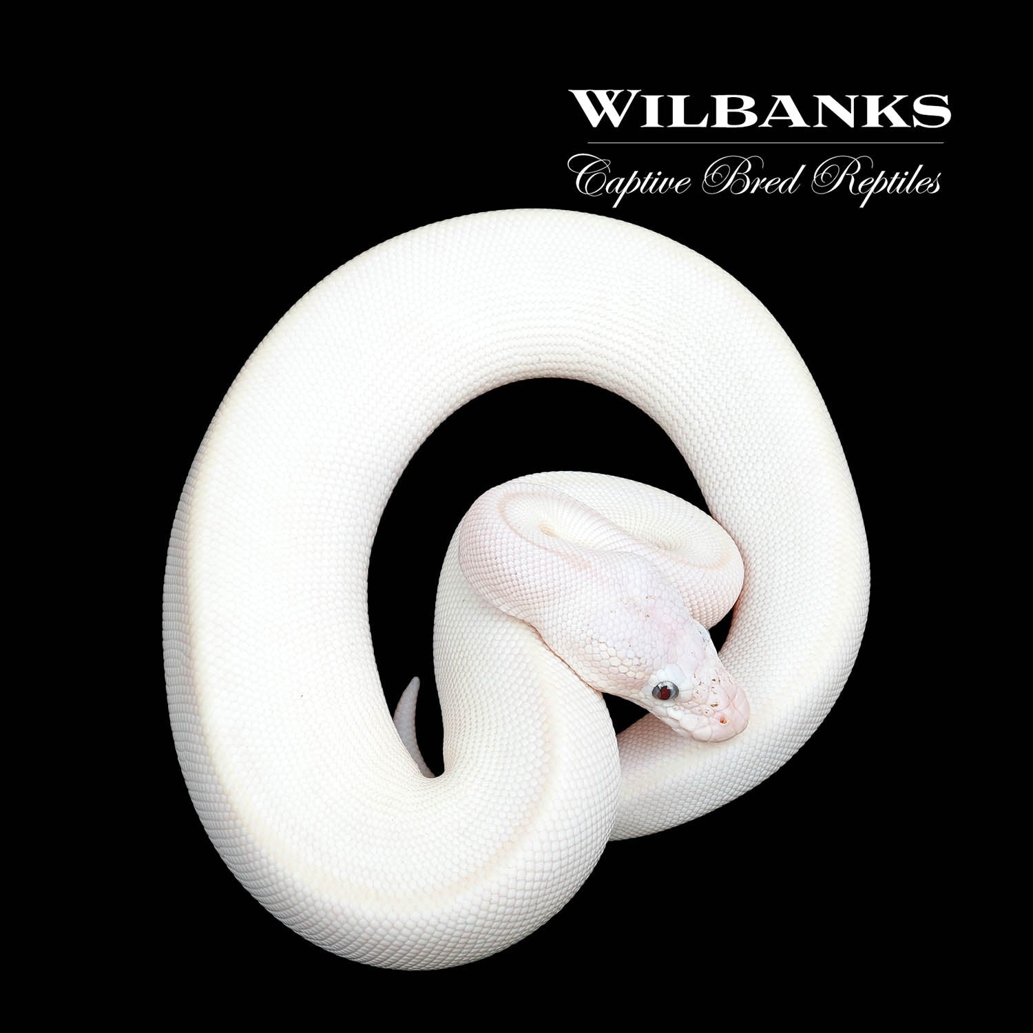 Blue Eyed Leucistic (Lucy) (Butter Mojave) Ball Python by Wilbanks ...