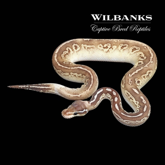 Black Pewter Yellow Belly Ball Python by Wilbanks Captive Bred Reptiles