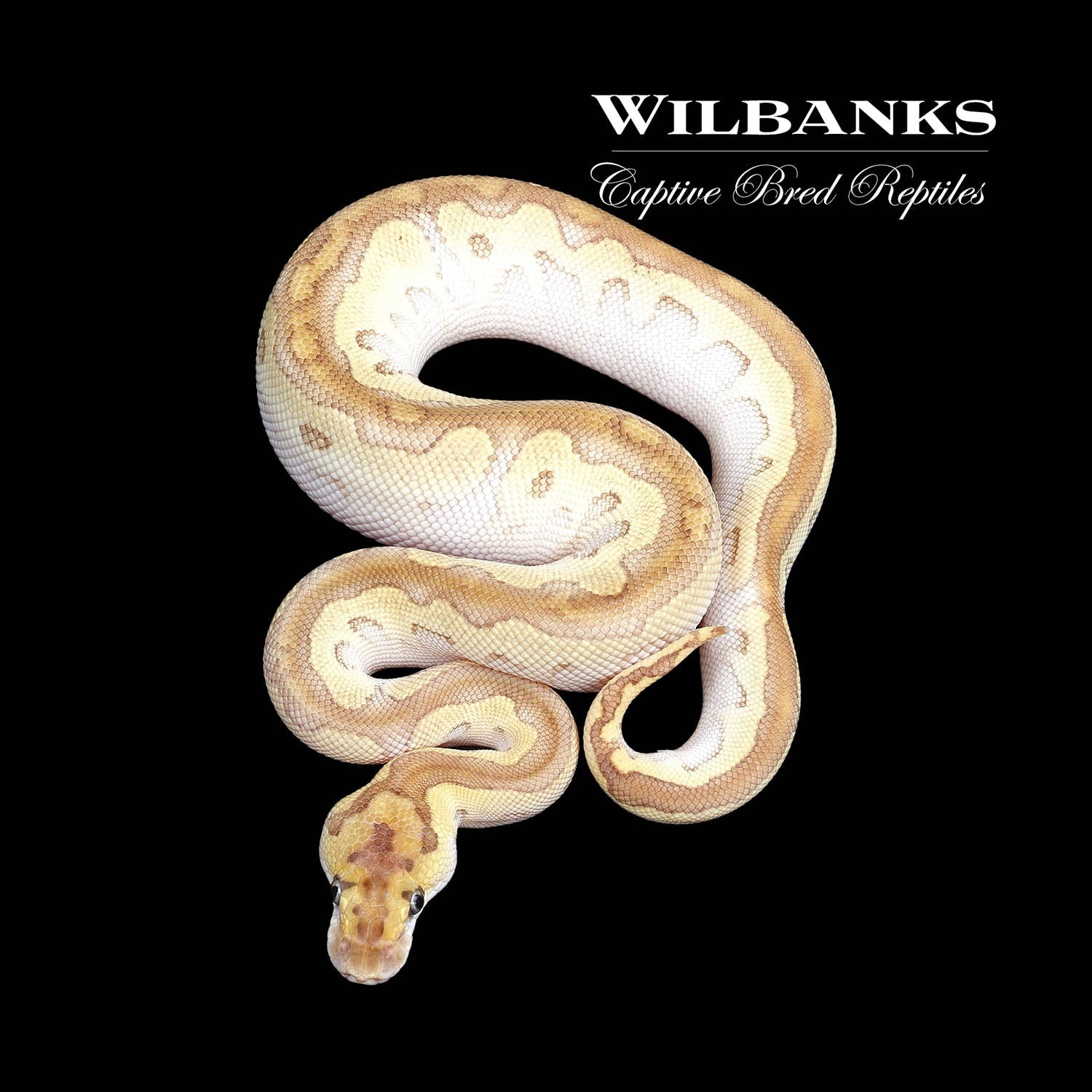 Orange Dream Butter Clown Ball Python by Wilbanks Captive Bred Reptiles ...