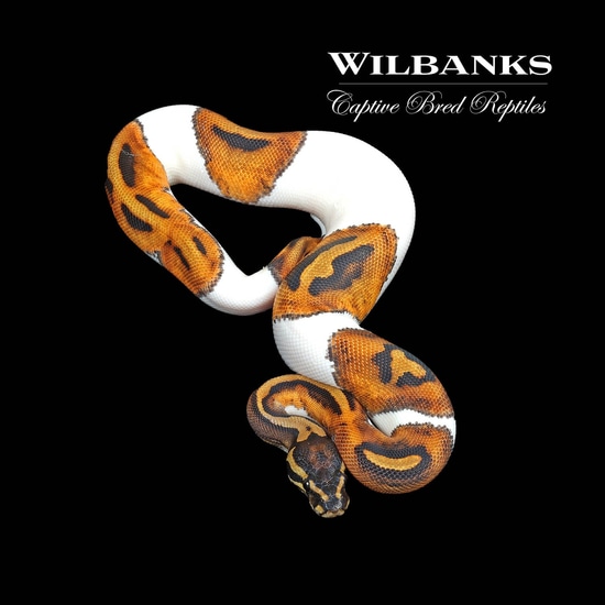 Pied (Valentine Heart) Ball Python by Wilbanks Captive Bred Reptiles