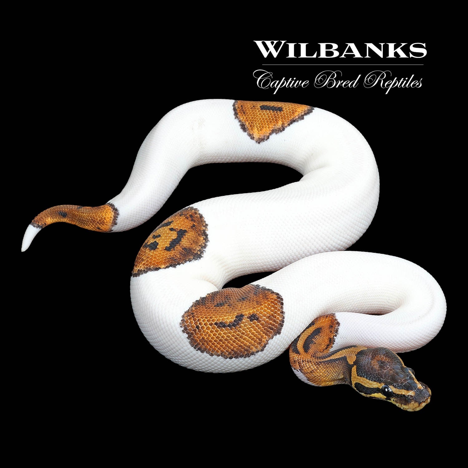 Pied (Smiley Face) Ball Python by Wilbanks Captive Bred Reptiles ...