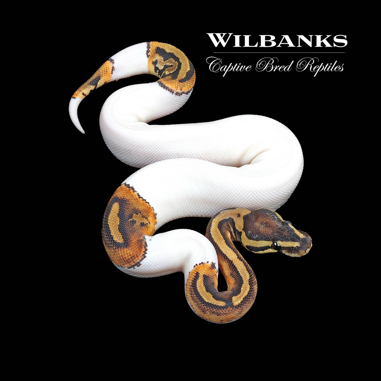 Pied Ball Python by Wilbanks Captive Bred Reptiles - MorphMarket