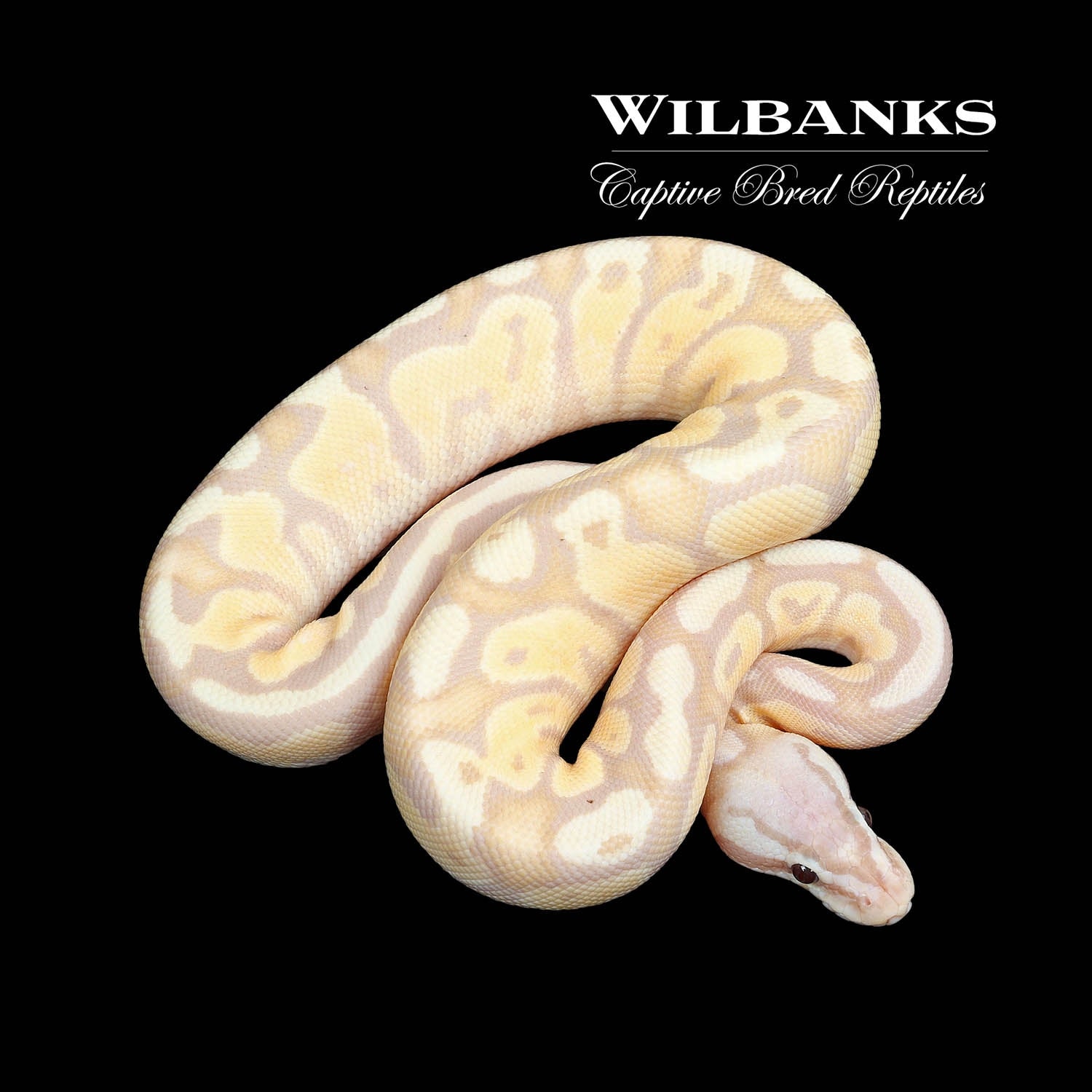 Banana FireFly Ball Python by Wilbanks Captive Bred Reptiles - MorphMarket