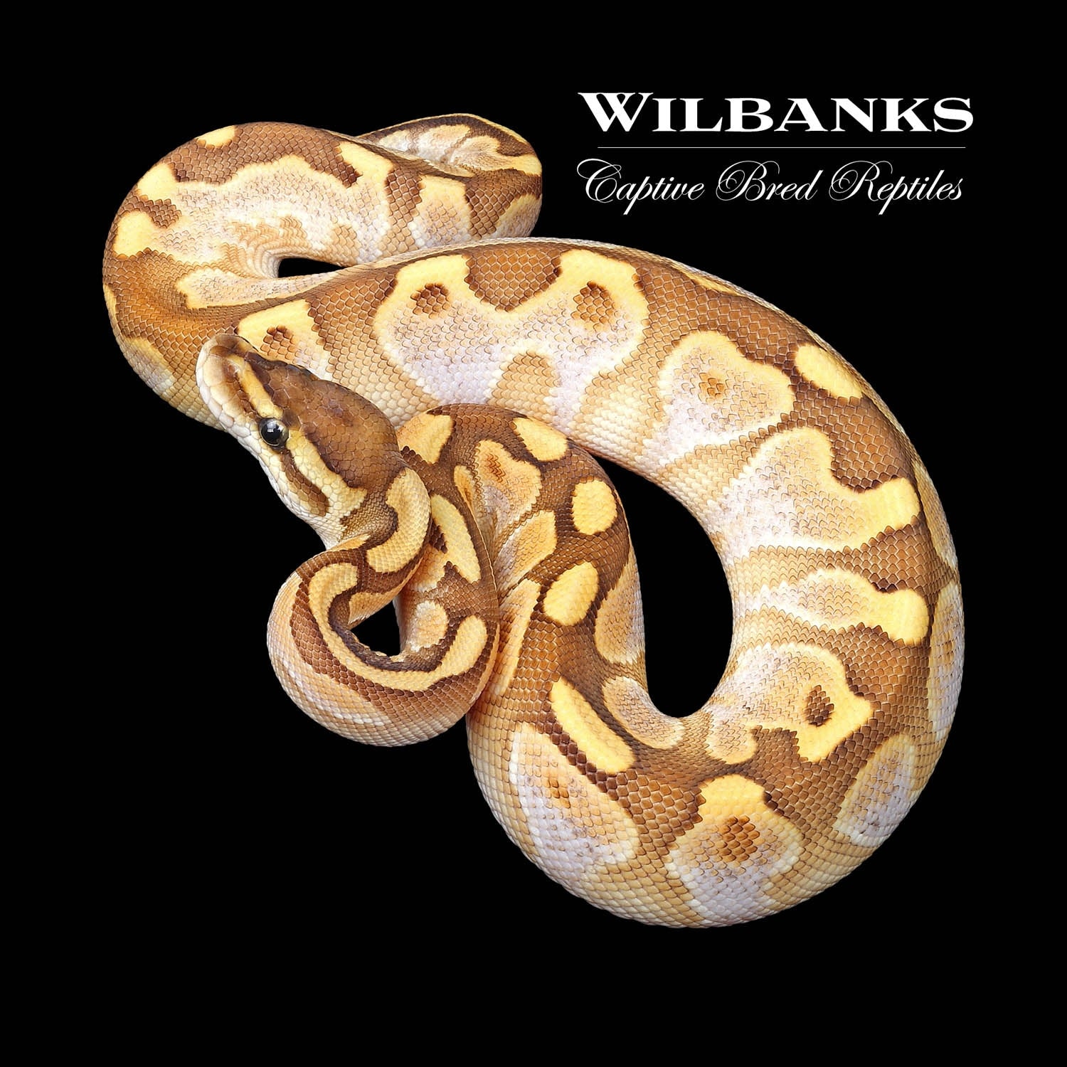 Butter Sugar 100% Het. Clown Ball Python by Wilbanks Captive Bred ...