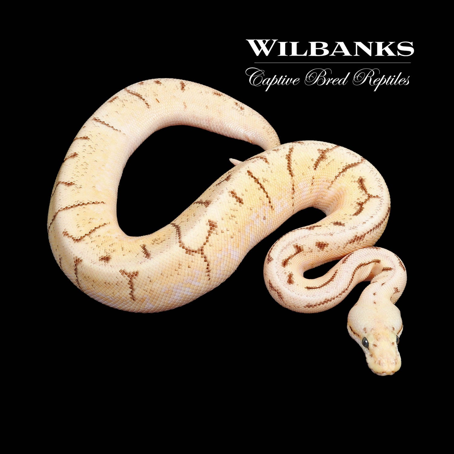 Spinner Blast Fire Ball Python by Wilbanks Captive Bred Reptiles ...