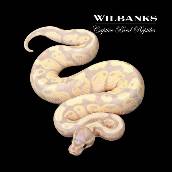 Banana Fire Ball Python by Wilbanks Captive Bred Reptiles