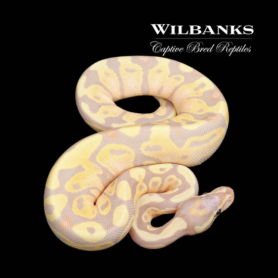 Banana Fire Ball Python by Wilbanks Captive Bred Reptiles