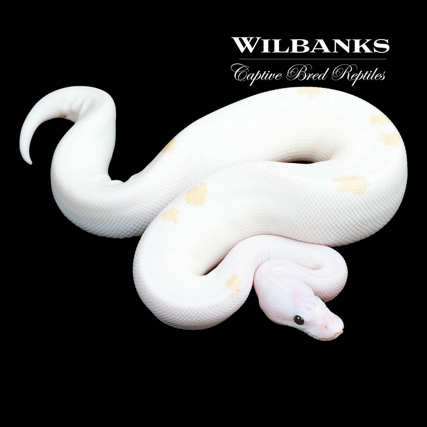 Super Fire Ball Python by Wilbanks Captive Bred Reptiles - MorphMarket