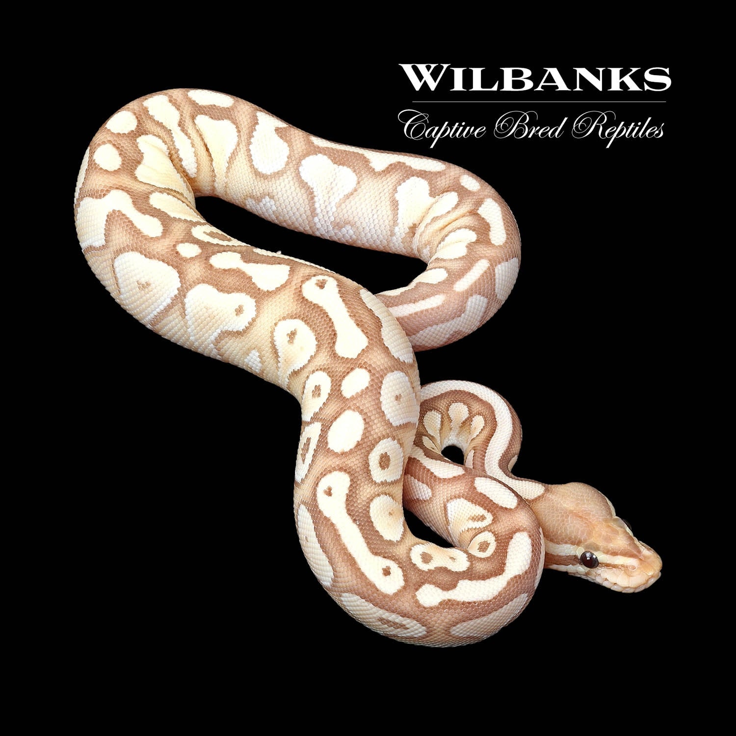 Banana Butter Yellow Belly Ball Python by Wilbanks Captive Bred ...
