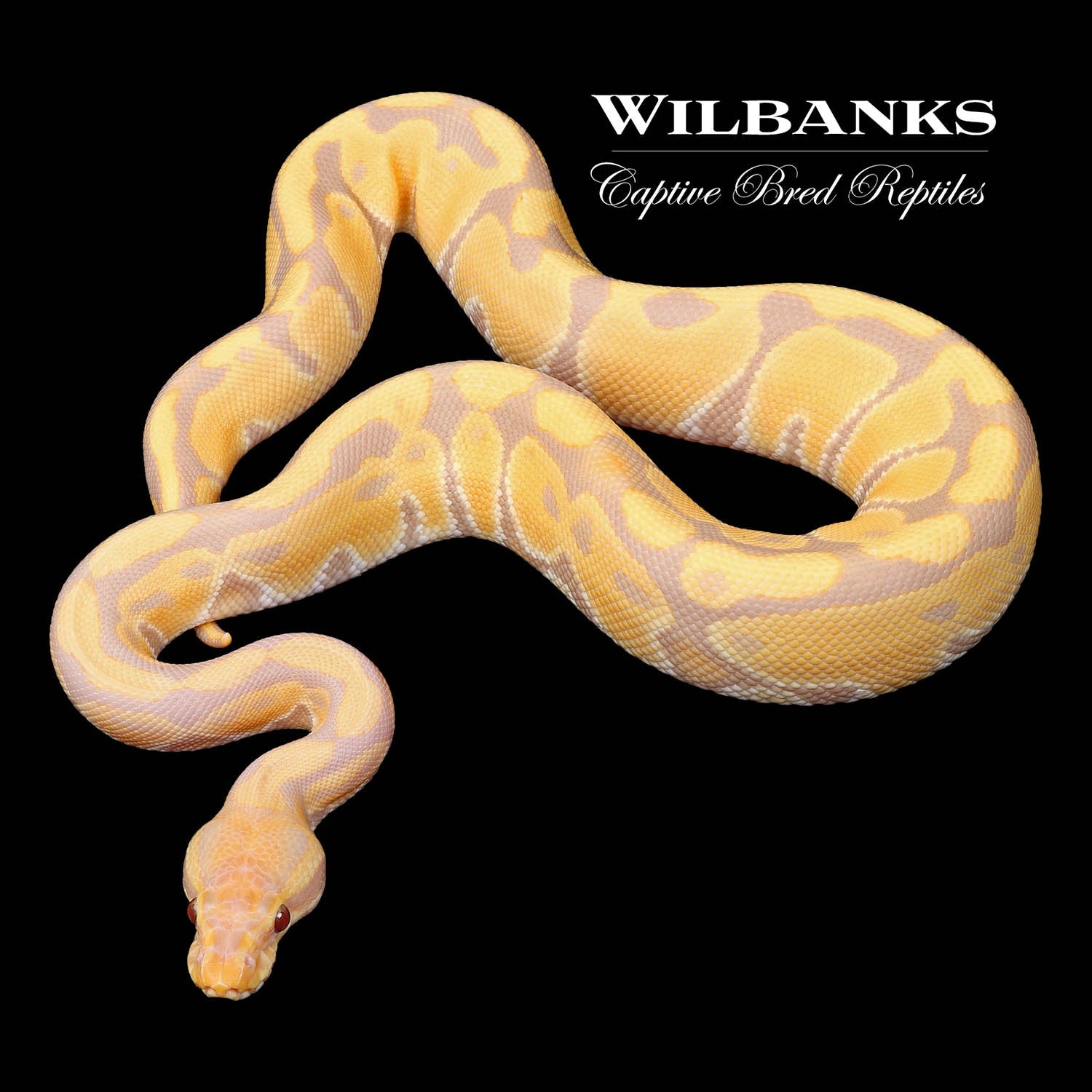 Candy Ball Python by Wilbanks Captive Bred Reptiles - MorphMarket