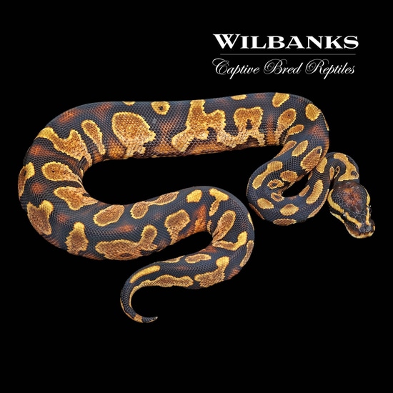 Sugar Yellow Belly 100% Het. Pied Ball Python by Wilbanks Captive Bred ...