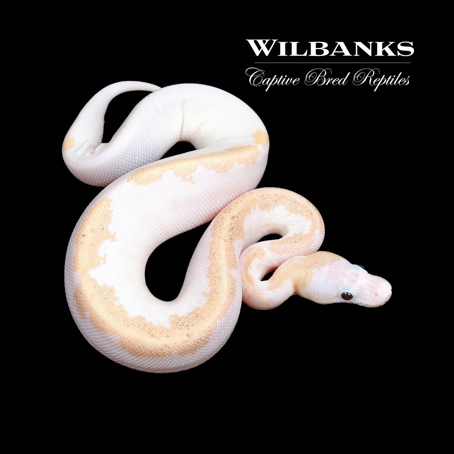 Super Fire Ball Python by Wilbanks Captive Bred Reptiles - MorphMarket