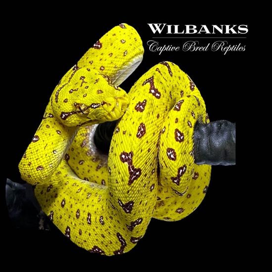 Biak Green Tree Python by Wilbanks Captive Bred Reptiles