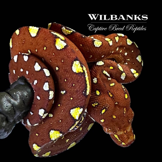 Biak Green Tree Python by Wilbanks Captive Bred Reptiles