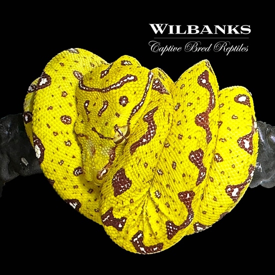 Biak Green Tree Python by Wilbanks Captive Bred Reptiles