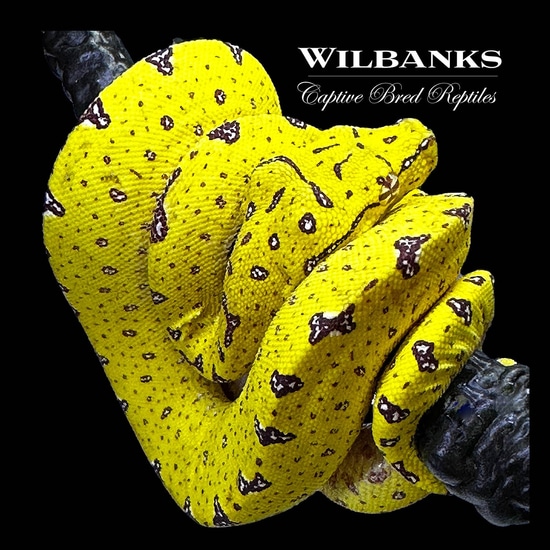 Biak Green Tree Python by Wilbanks Captive Bred Reptiles