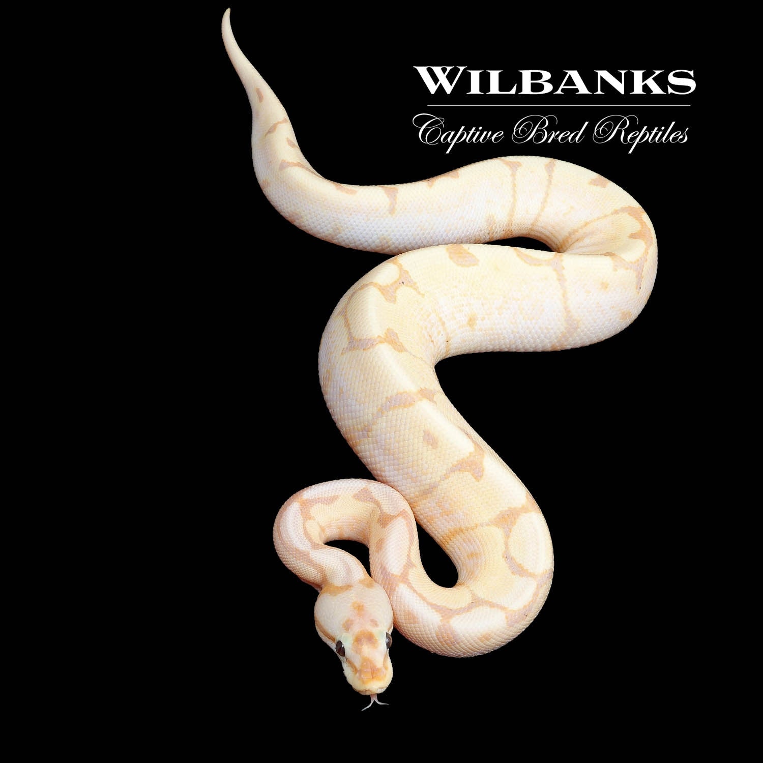 Banana Fire Spider Ball Python by Wilbanks Captive Bred Reptiles ...