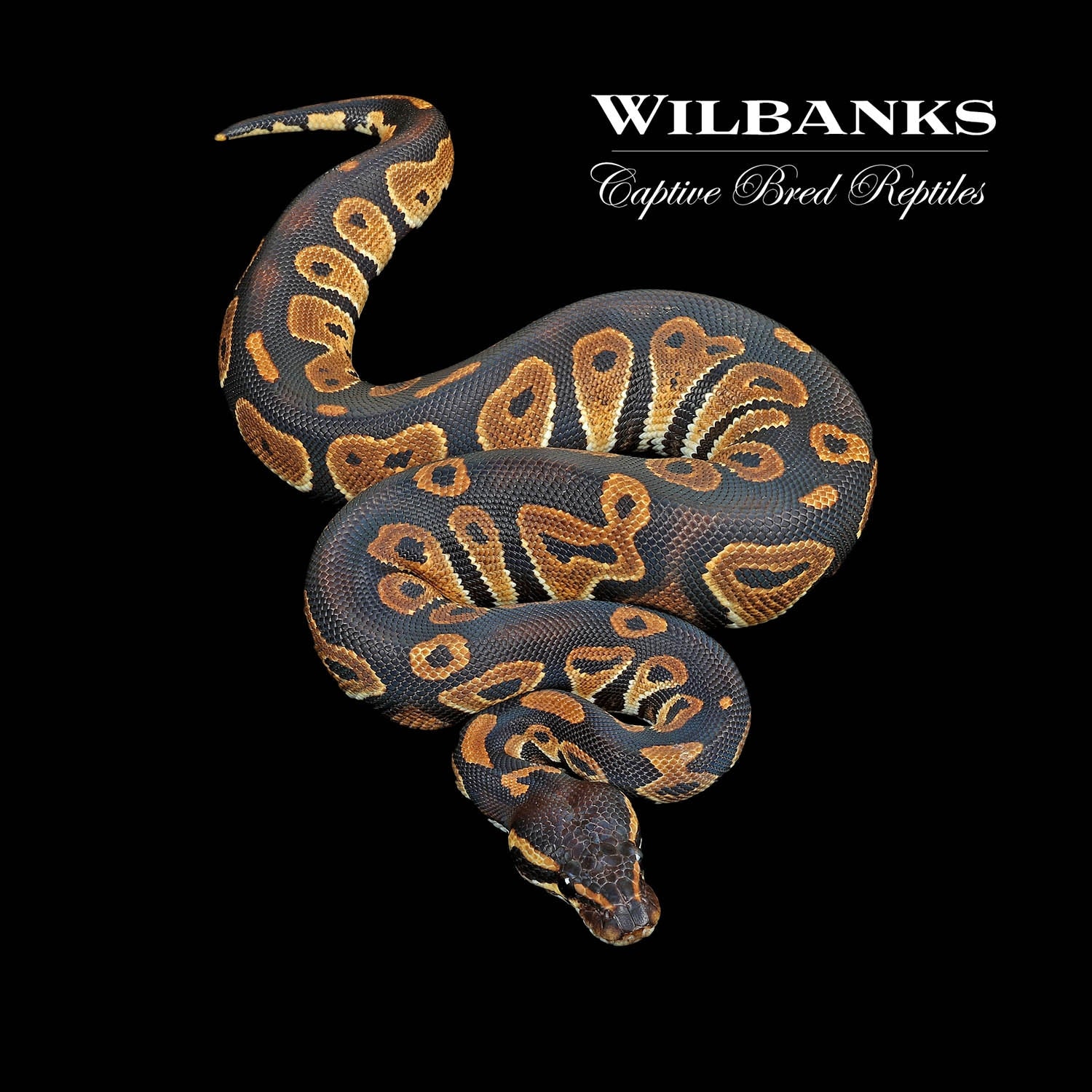 Blackhead 100% Het. Lavender Albino Ball Python by Wilbanks Captive ...