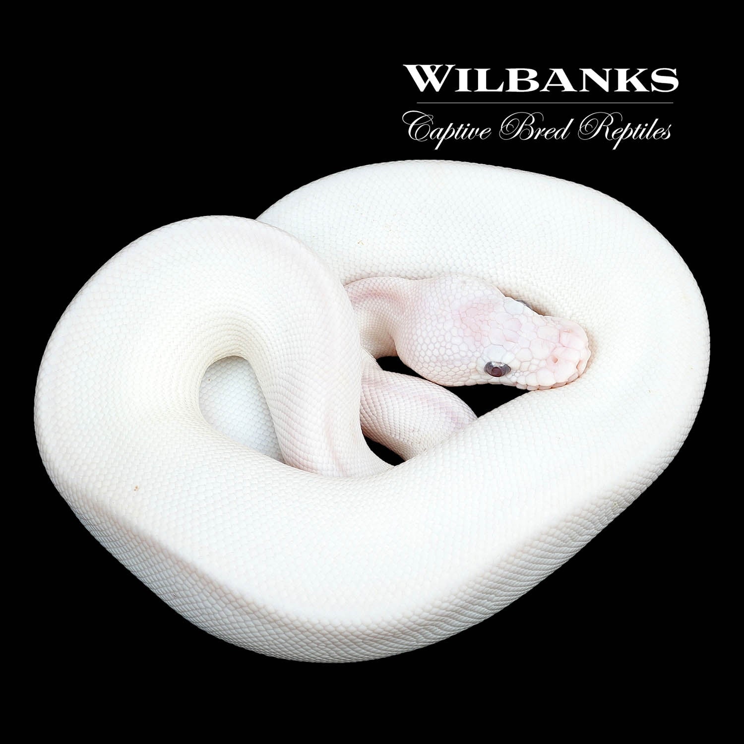 Banana Blue Eyed Lucy (Butter Mojave) Ball Python by Wilbanks Captive ...