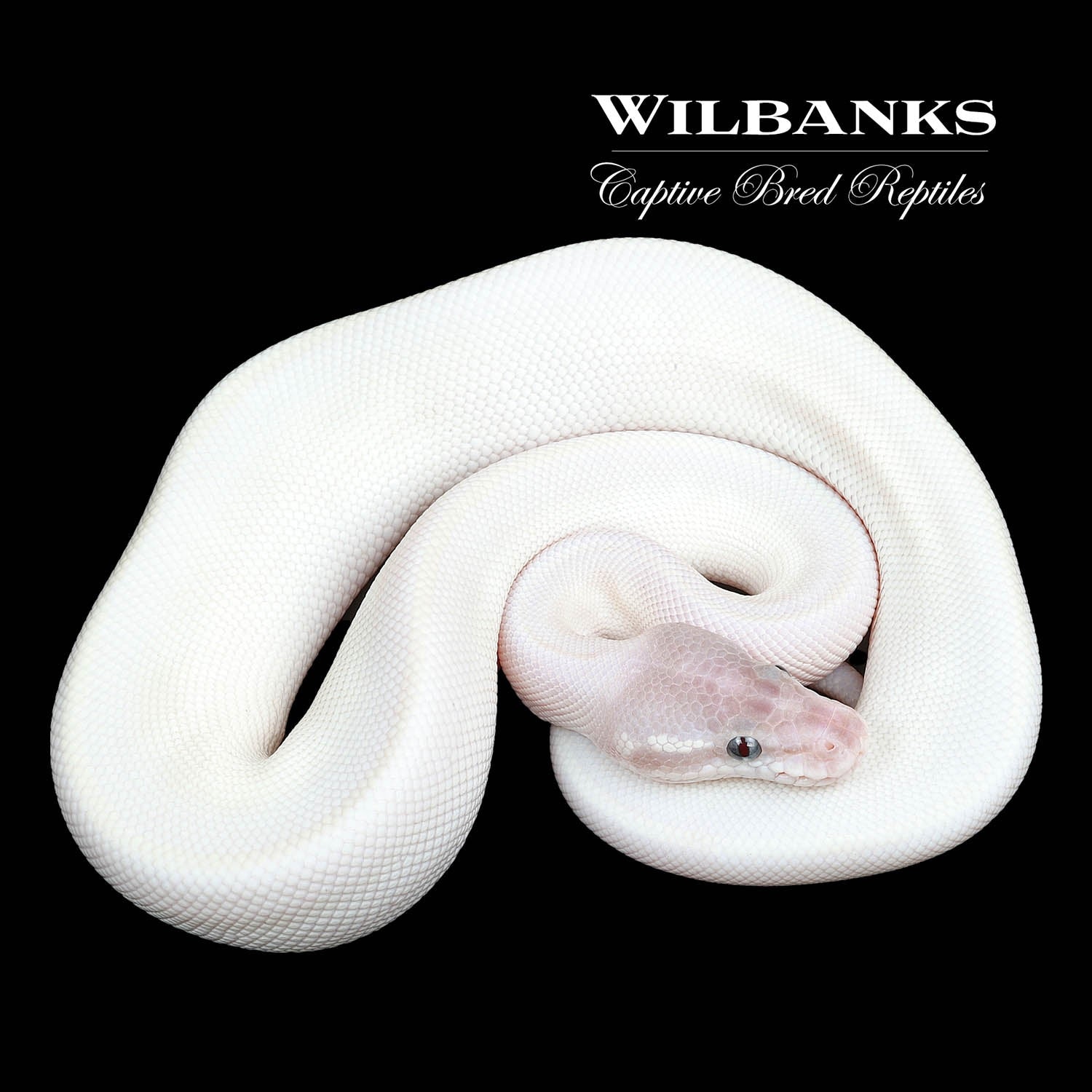 Blue Eyed Leucistic (Lucy) (Super Mojave) Ball Python by Wilbanks ...