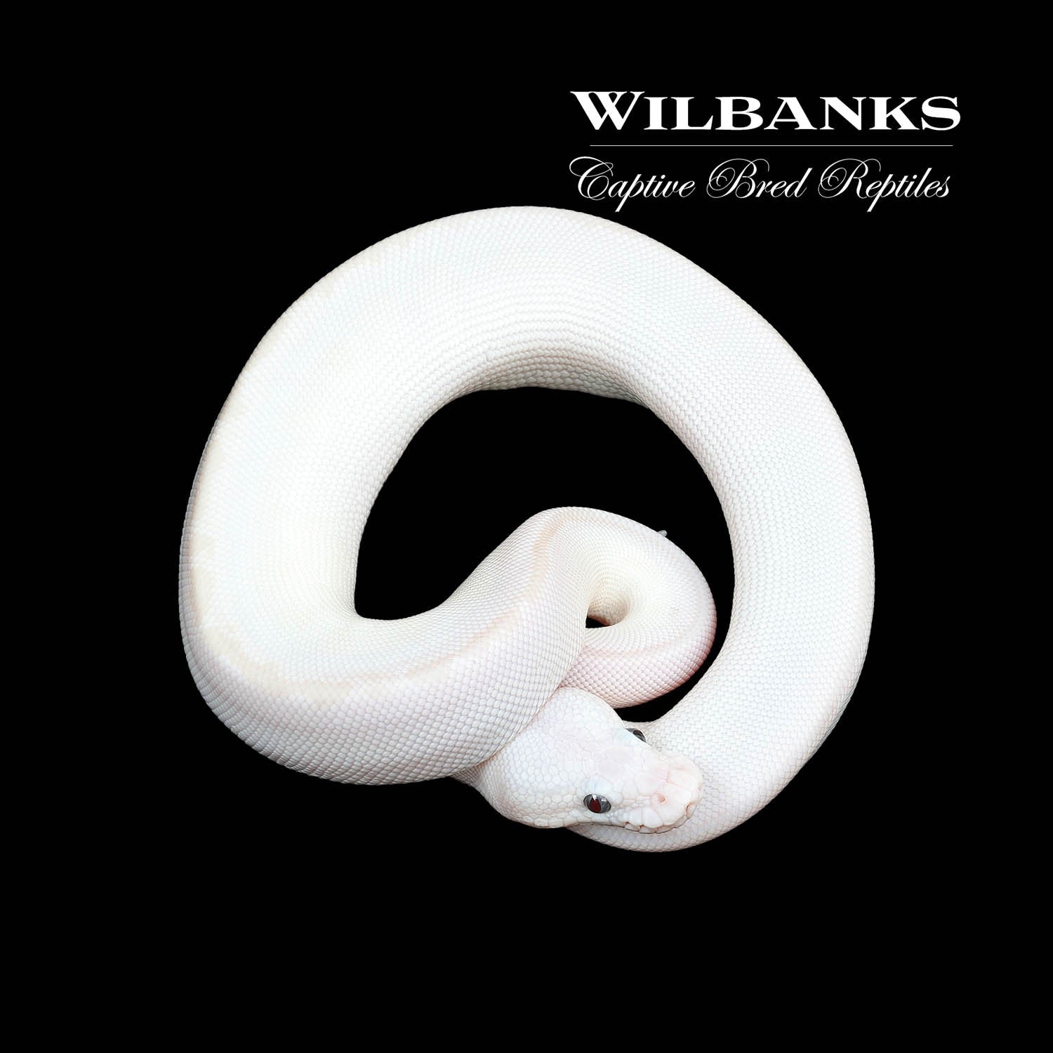 White Diamond Blue Eyed Lucy (Super Russo) Ball Python by Wilbanks ...