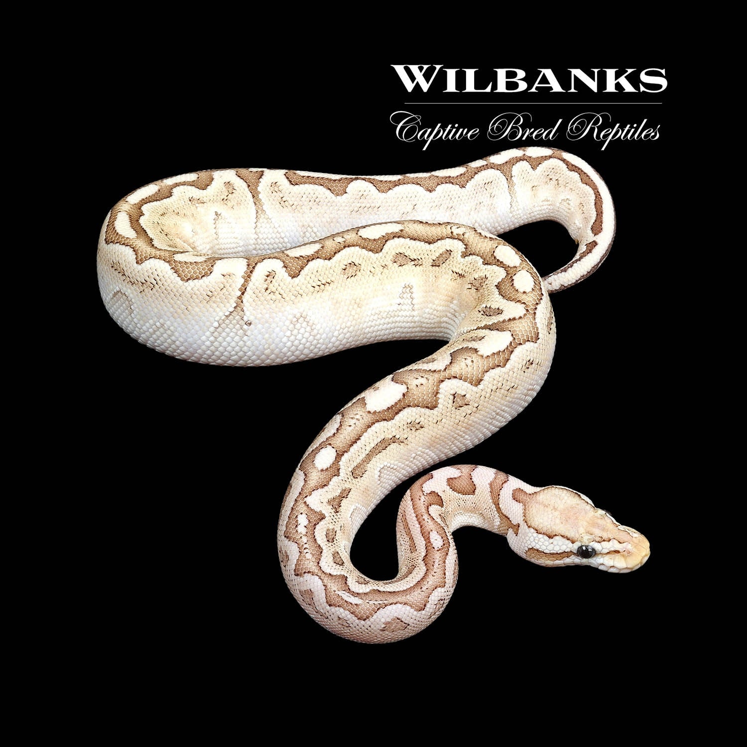 Pastel Bamboo Ball Python by Wilbanks Captive Bred Reptiles - MorphMarket