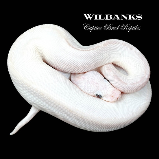 White Diamond Blue Eyed Lucy (Super Russo) Ball Python by Wilbanks ...