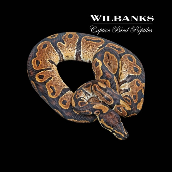 Sugar 100% Het. Pied Ball Python by Wilbanks Captive Bred Reptiles