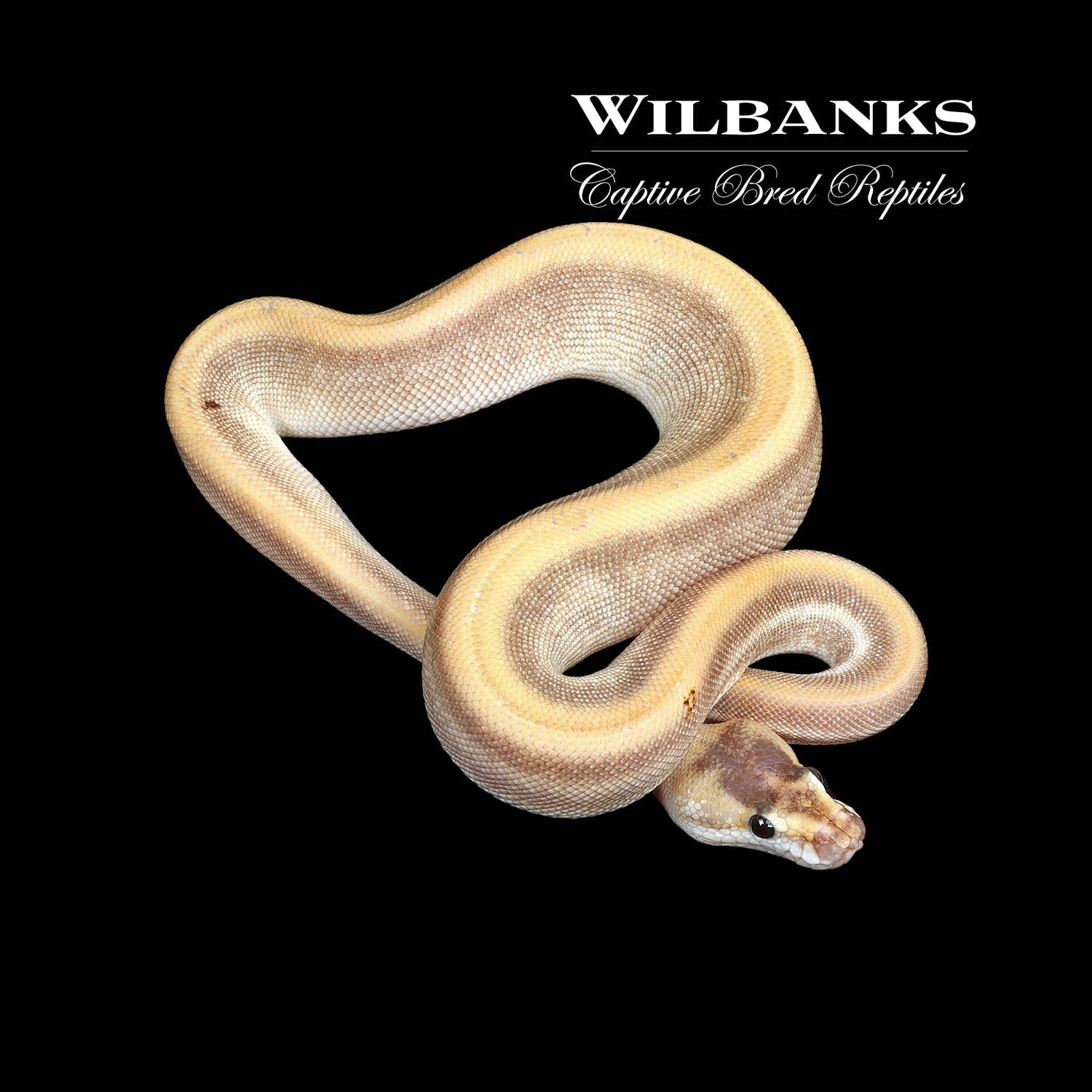 Champagne Mojave Ball Python by Wilbanks Captive Bred Reptiles ...