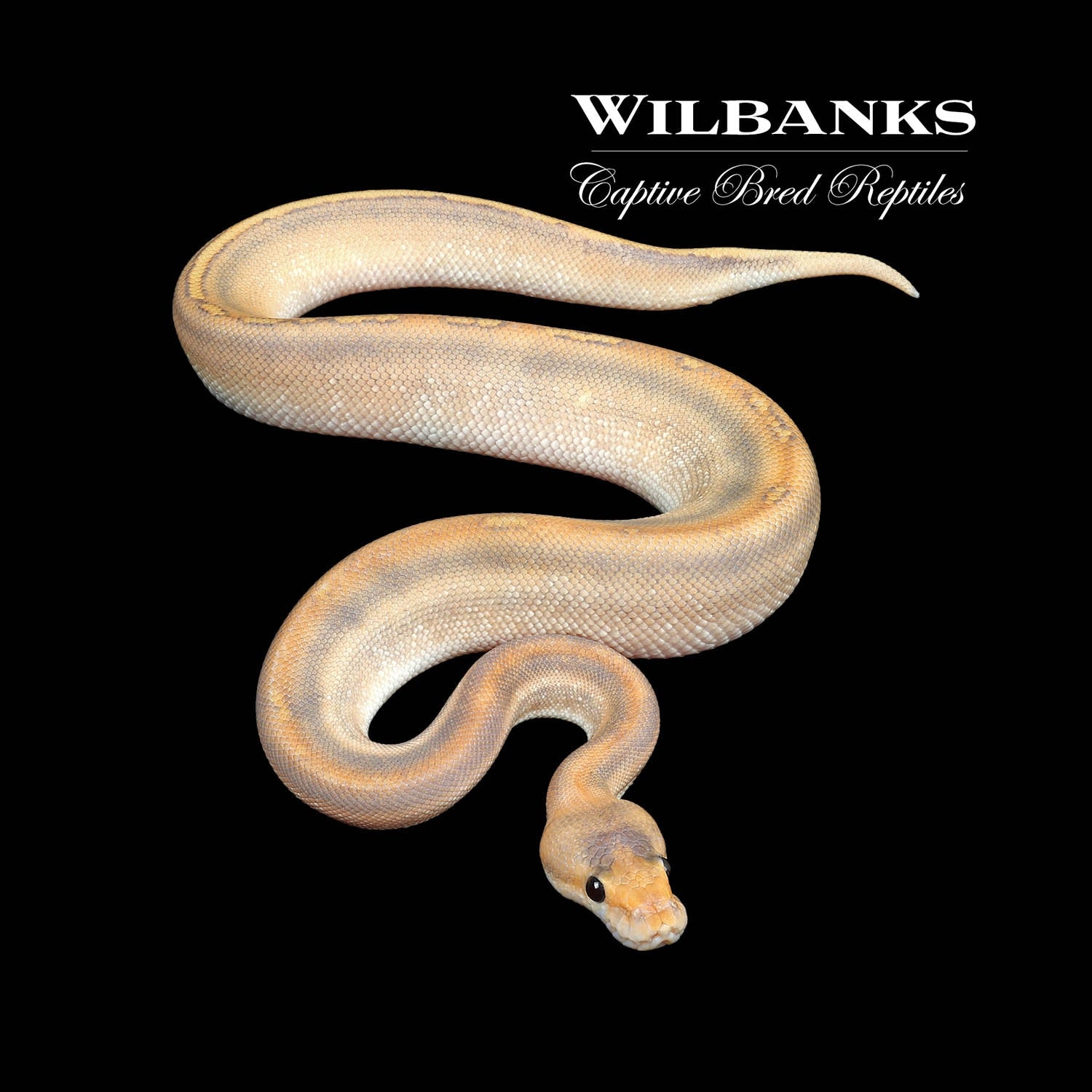 Mimosa Ball Python by Wilbanks Captive Bred Reptiles - MorphMarket