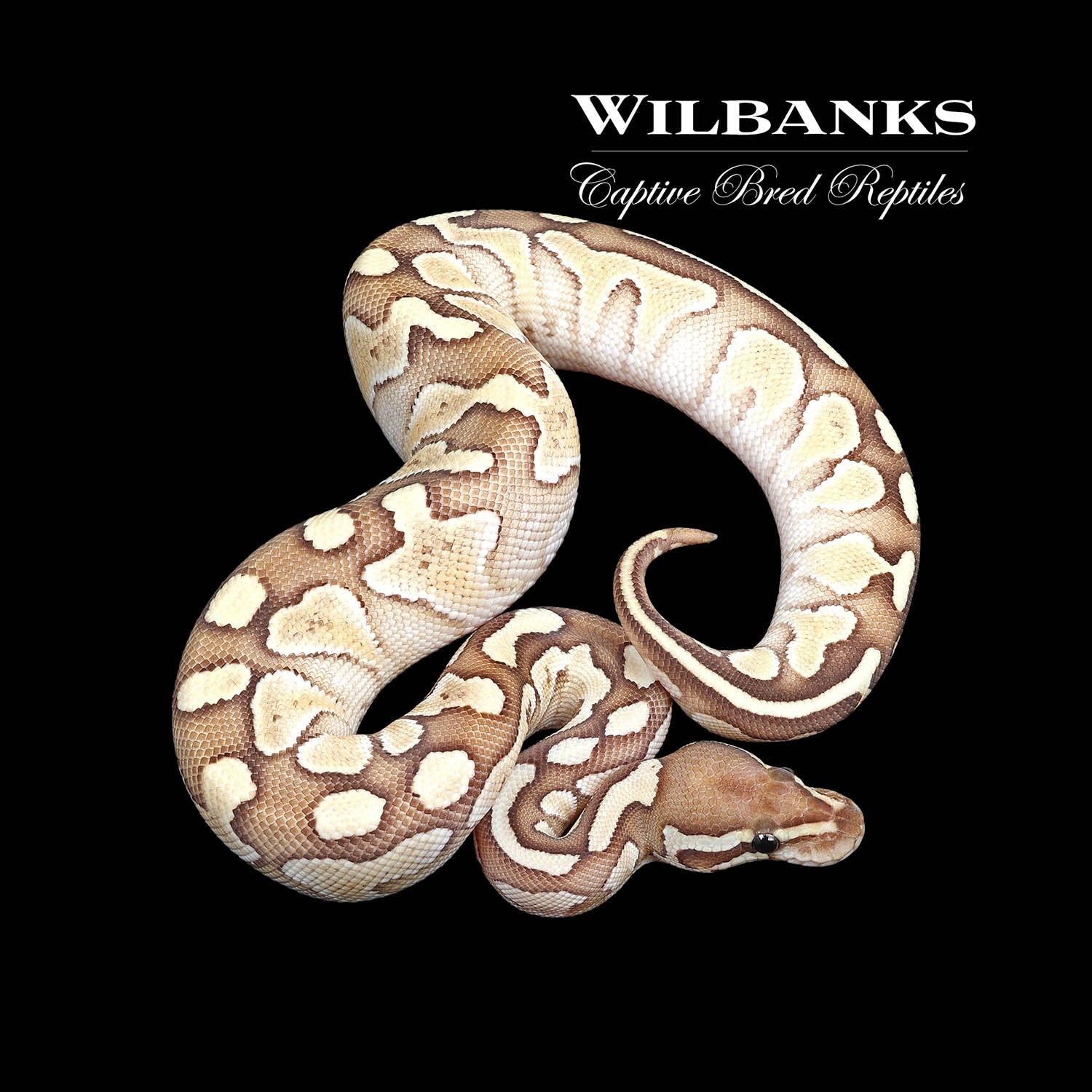 Nuclear Ball Python by Wilbanks Captive Bred Reptiles - MorphMarket