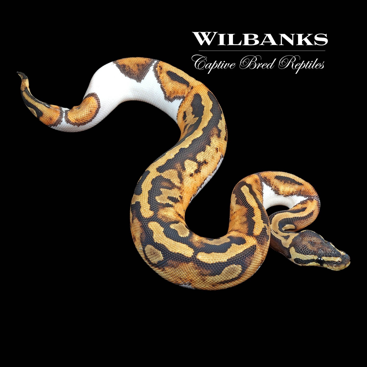 Pied Ball Python by Wilbanks Captive Bred Reptiles - MorphMarket