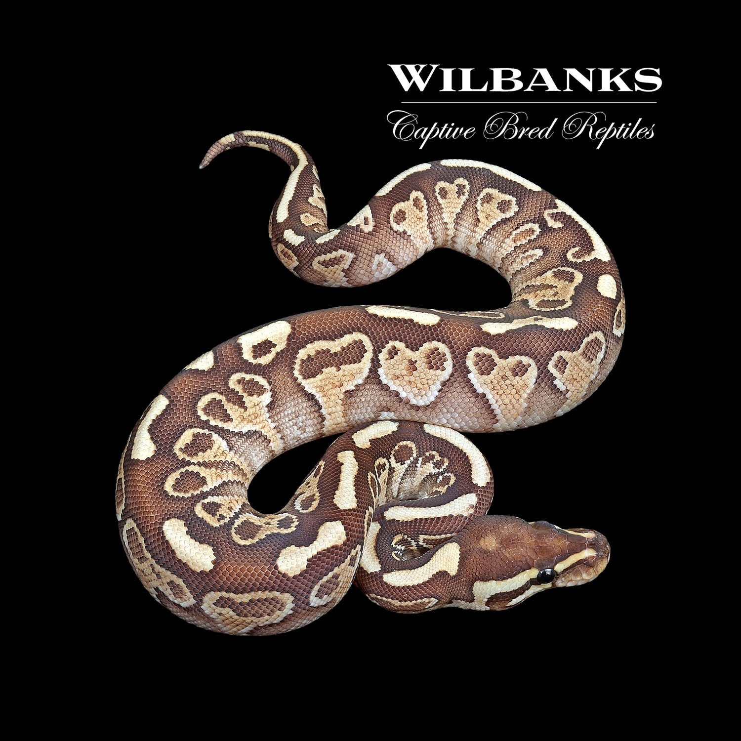 Butter Sable Ball Python by Wilbanks Captive Bred Reptiles - MorphMarket