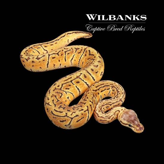 Lemon Blast Yellow Belly Or Asphalt Ball Python by Wilbanks Captive ...