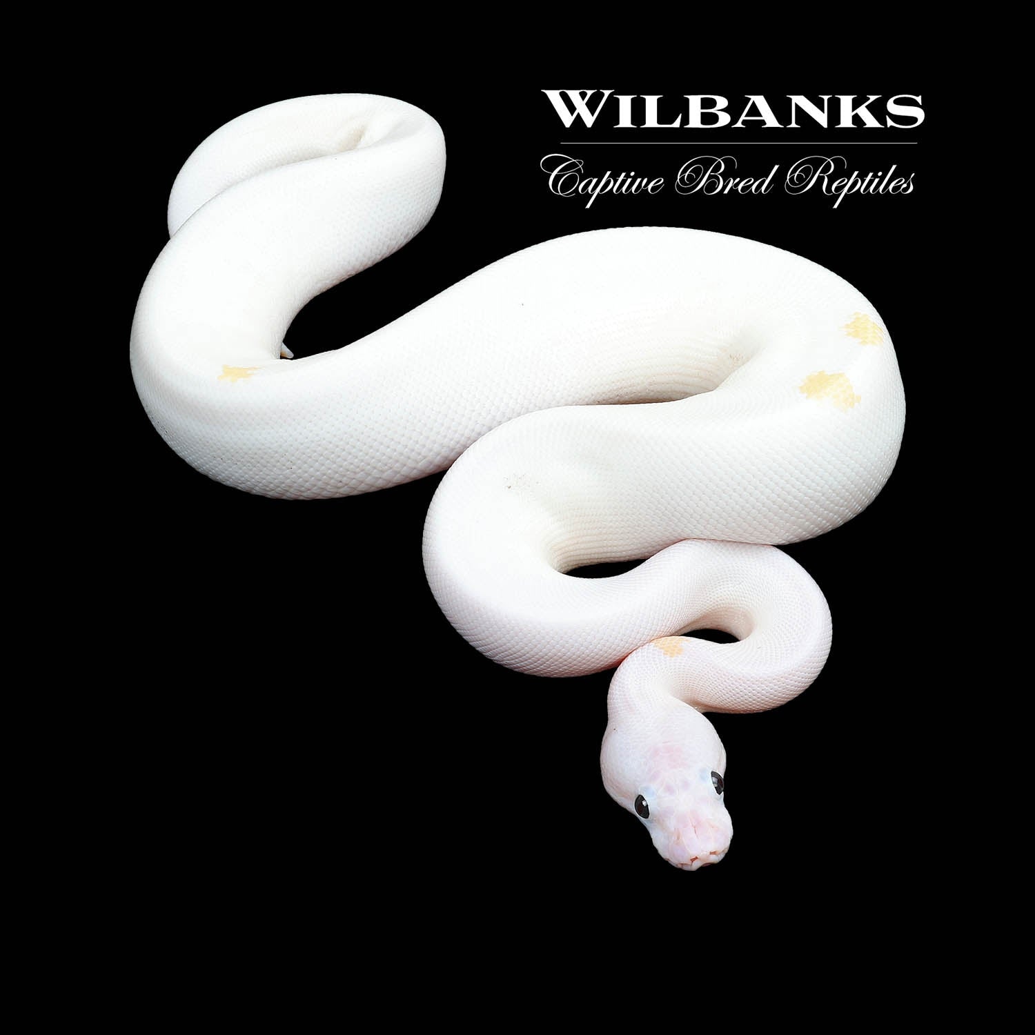Super Fire Ball Python by Wilbanks Captive Bred Reptiles - MorphMarket