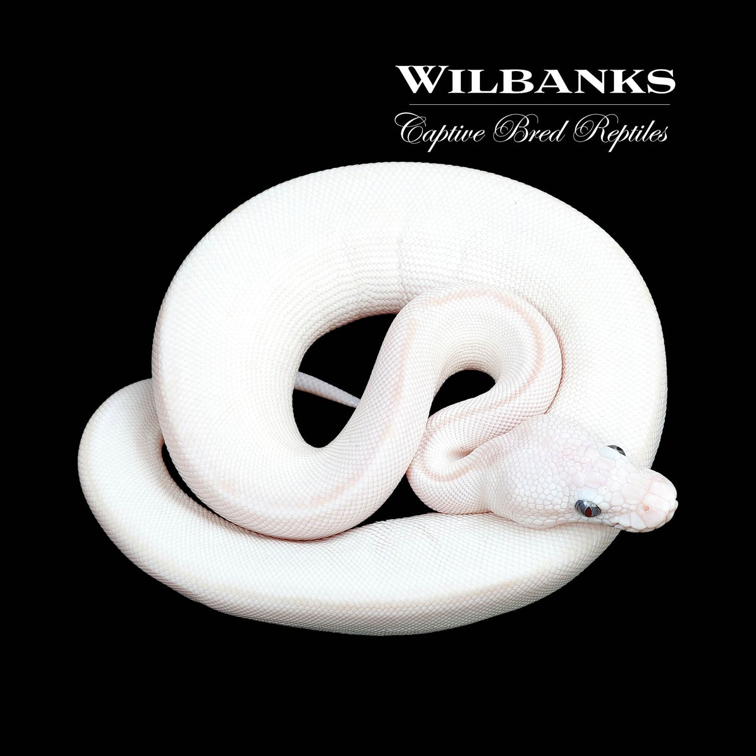 Blue Eyed Leucistic (Lucy) (Super Russo) Ball Python by Wilbanks ...