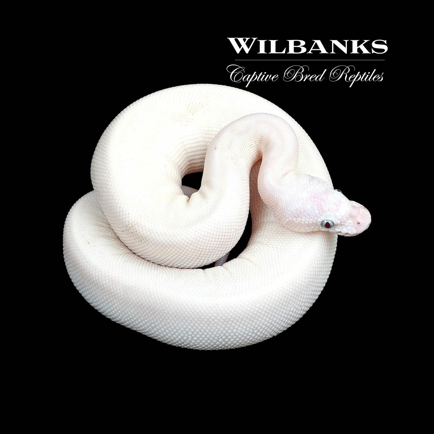 Banana Blue Eyed Leucistic (Super Mojave) 100% Het. Clown Poss GHI Ball ...