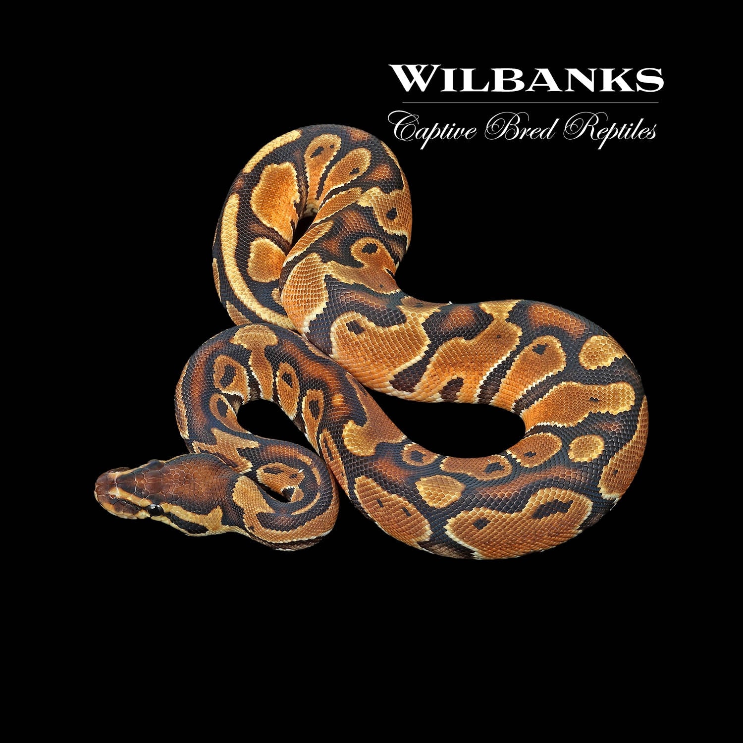 Orange Dream Ball Python by Wilbanks Captive Bred Reptiles - MorphMarket