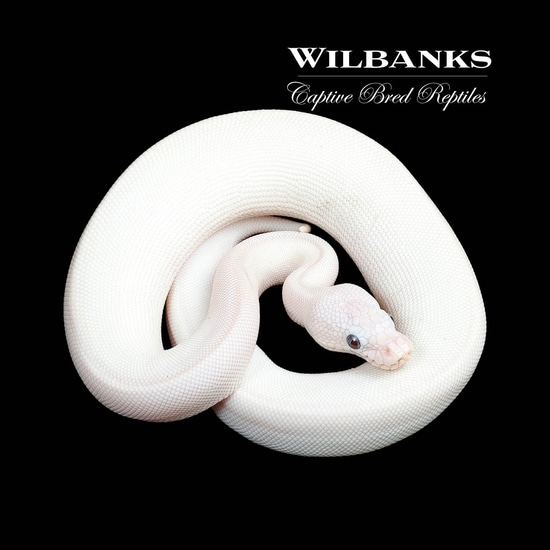 Blue Eyed Leucistic (Lucy) (Lesser Russo) Ball Python by Wilbanks ...