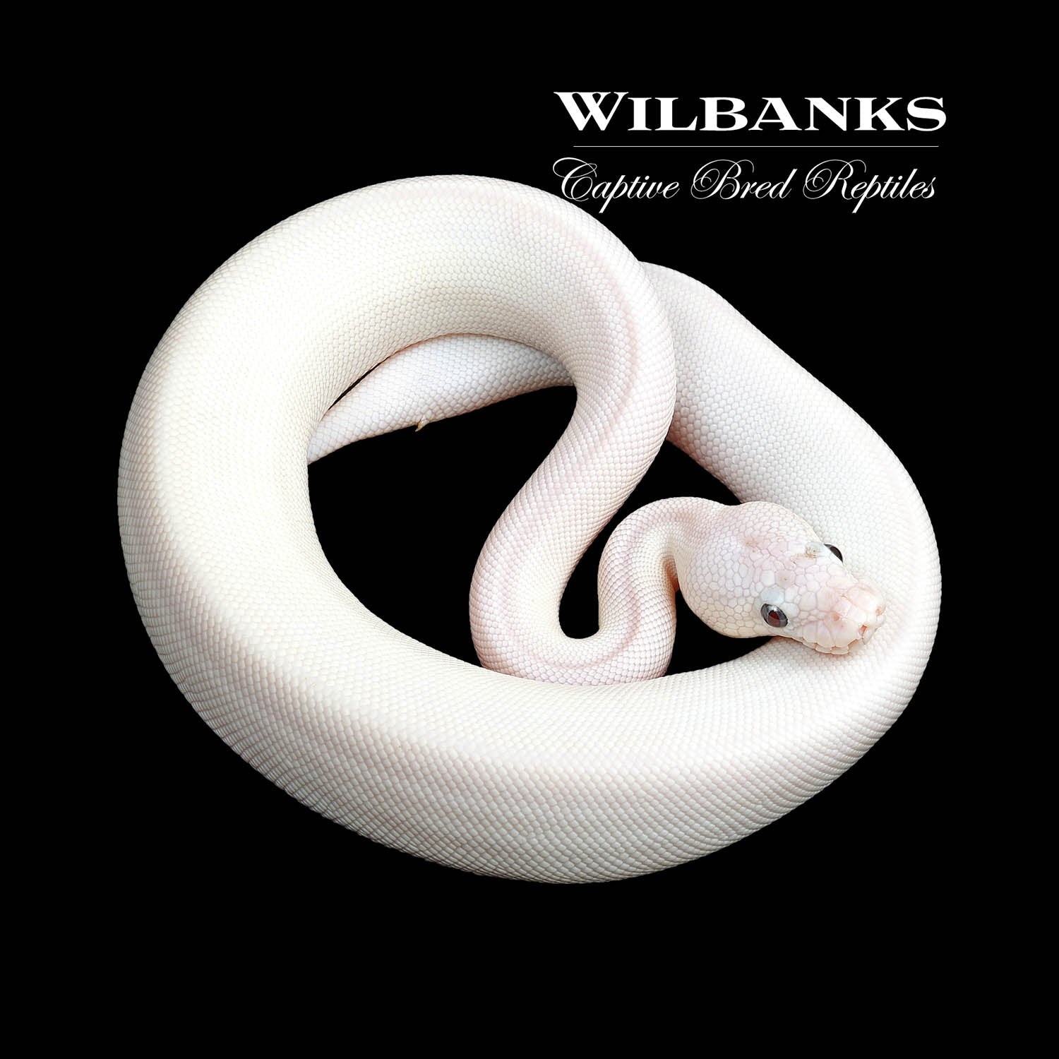 Blue Eyed Leucistic (Lucy) (Lesser Russo) Ball Python by Wilbanks ...